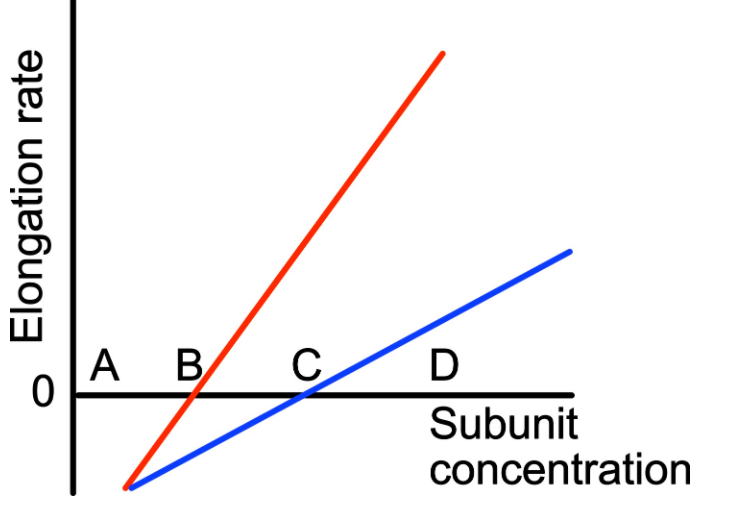 Solved 1 A Typical Time Course Of Actin Polymerization Is