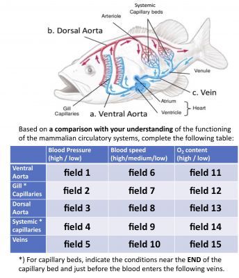 Solved The circulatory systems of most fish differ in some | Chegg.com