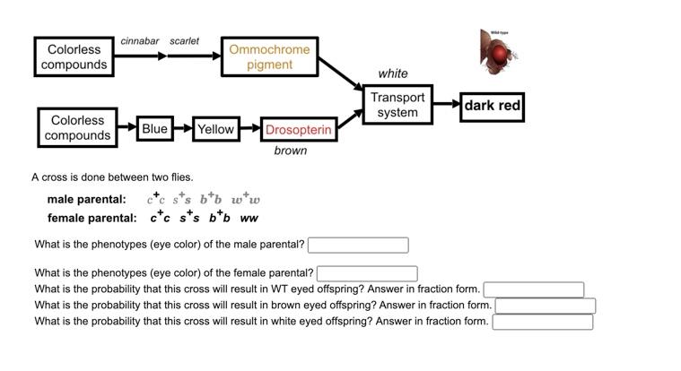Solved cinnabar scarlet Colorless compounds Ommochrome | Chegg.com