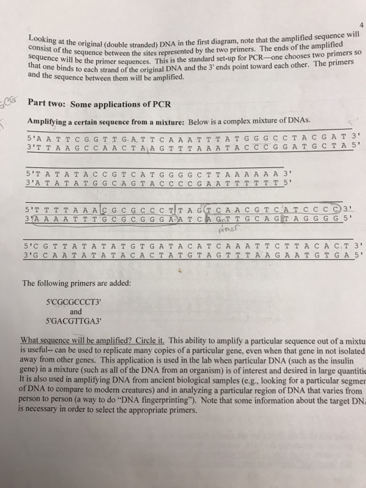 Solved Looking at original (double stranded) DNA in the | Chegg.com