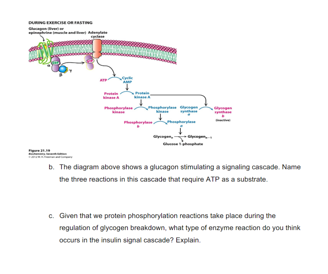 Solved b. The diagram above shows a glucagon stimulating a | Chegg.com