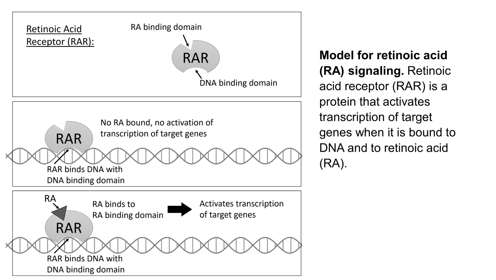 Model for retinoic acid (RA) signaling. Retinoic acid | Chegg.com