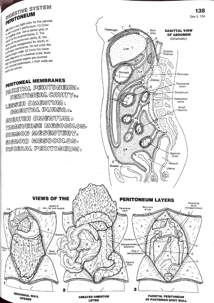 Solved PLS UPLOAD A FILEPage 138, Peritoneum: parietal | Chegg.com