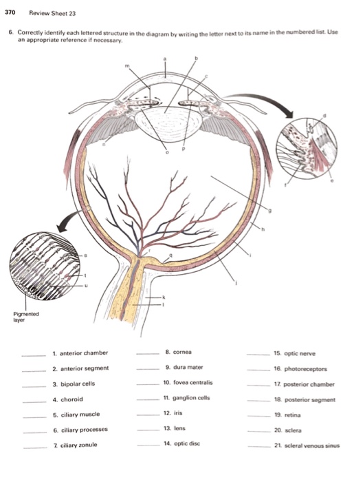 Solved: 370 Review Sheet 23 6. Correctly Identify Each Let... | Chegg.com