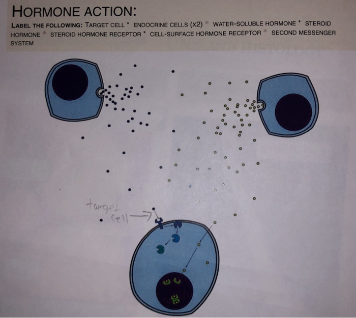 Hormone Target Cell