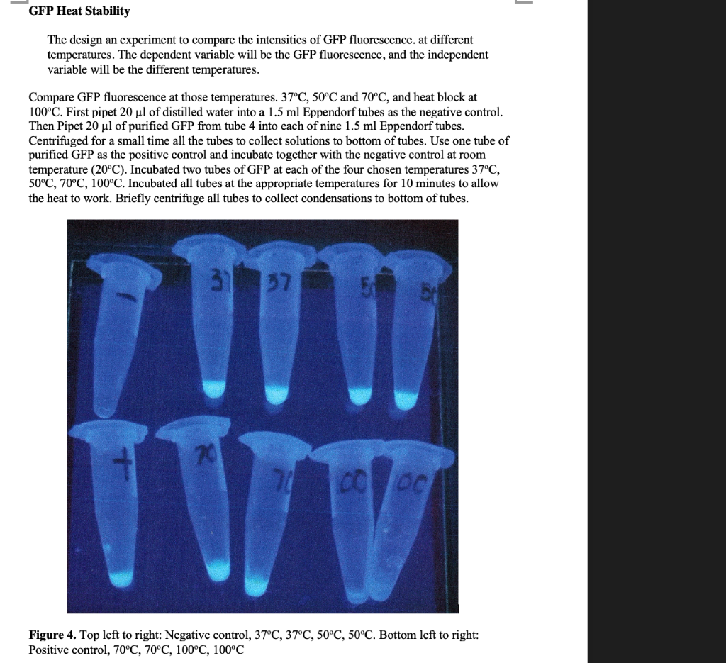 Solved GFP Heat Stability The design an experiment to | Chegg.com