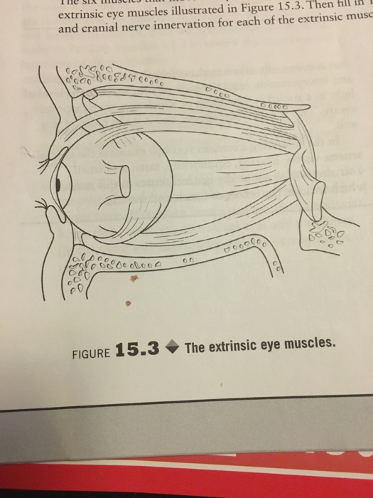 Solved extrinsic eye muscles illustrated in Figure 15.3. | Chegg.com