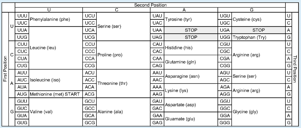 Solved Second Position UAU UAC UAA UAG CAU CAC CAA CAG AAU | Chegg.com
