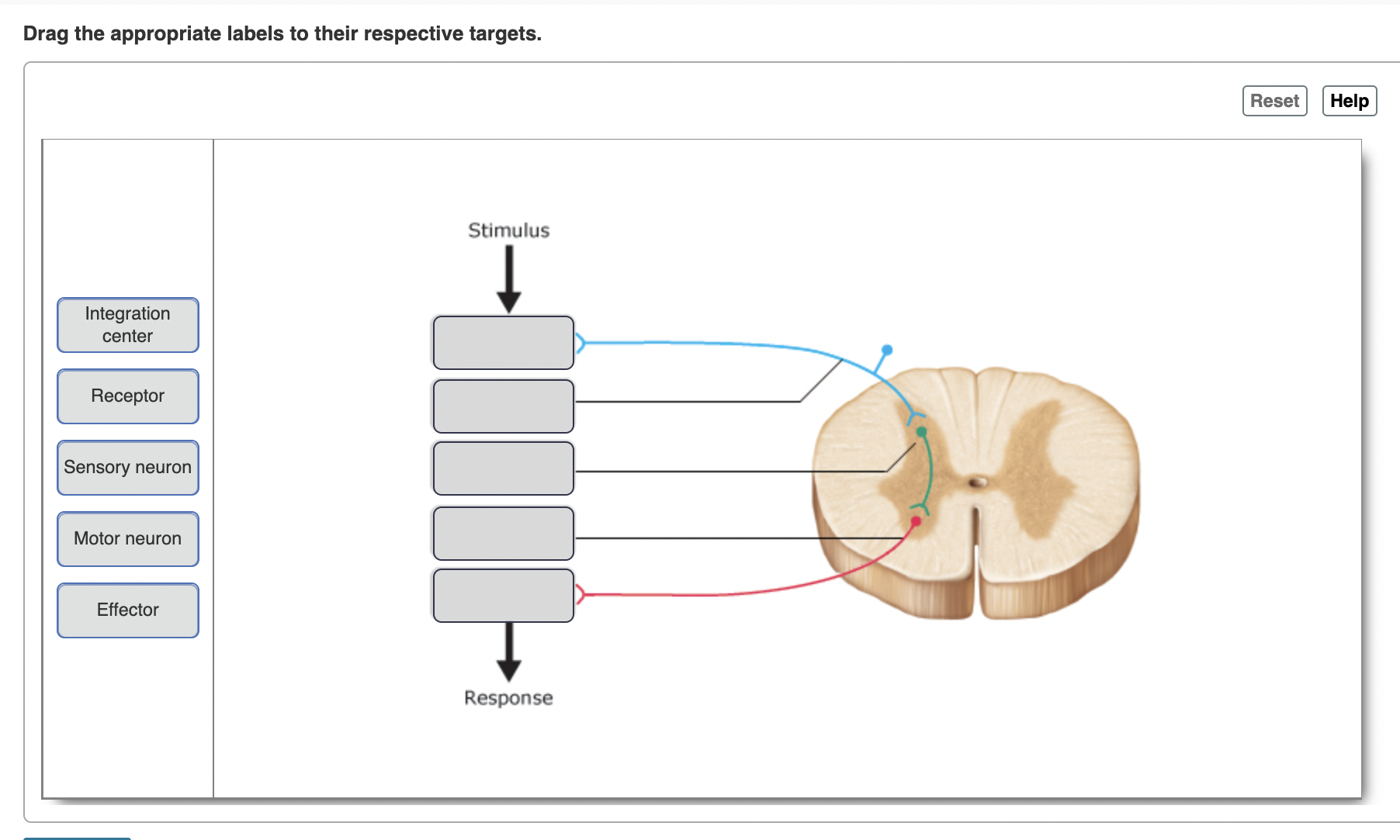Solved Drag the appropriate labels to their respective | Chegg.com