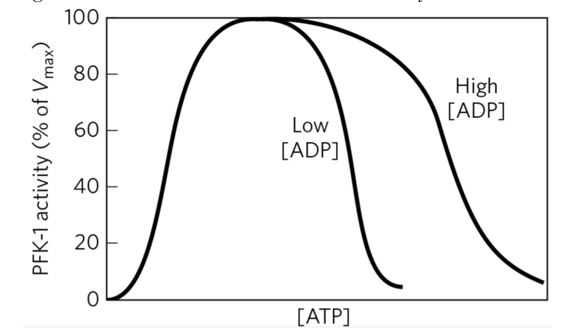 Solved The effect of ATP on the allosteric enzyme PFK-1 is | Chegg.com