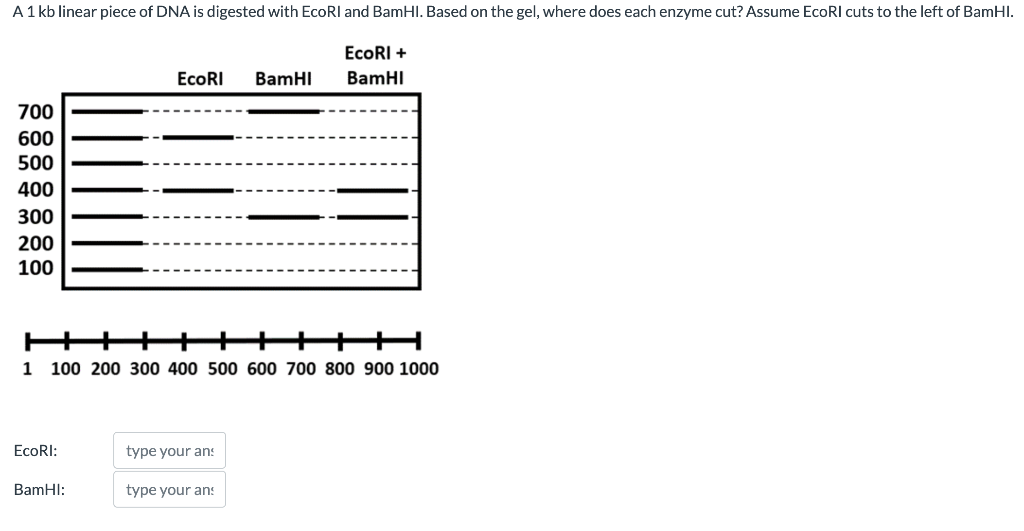Solved A 1 kb linear piece of DNA is digested with EcoRI and | Chegg.com