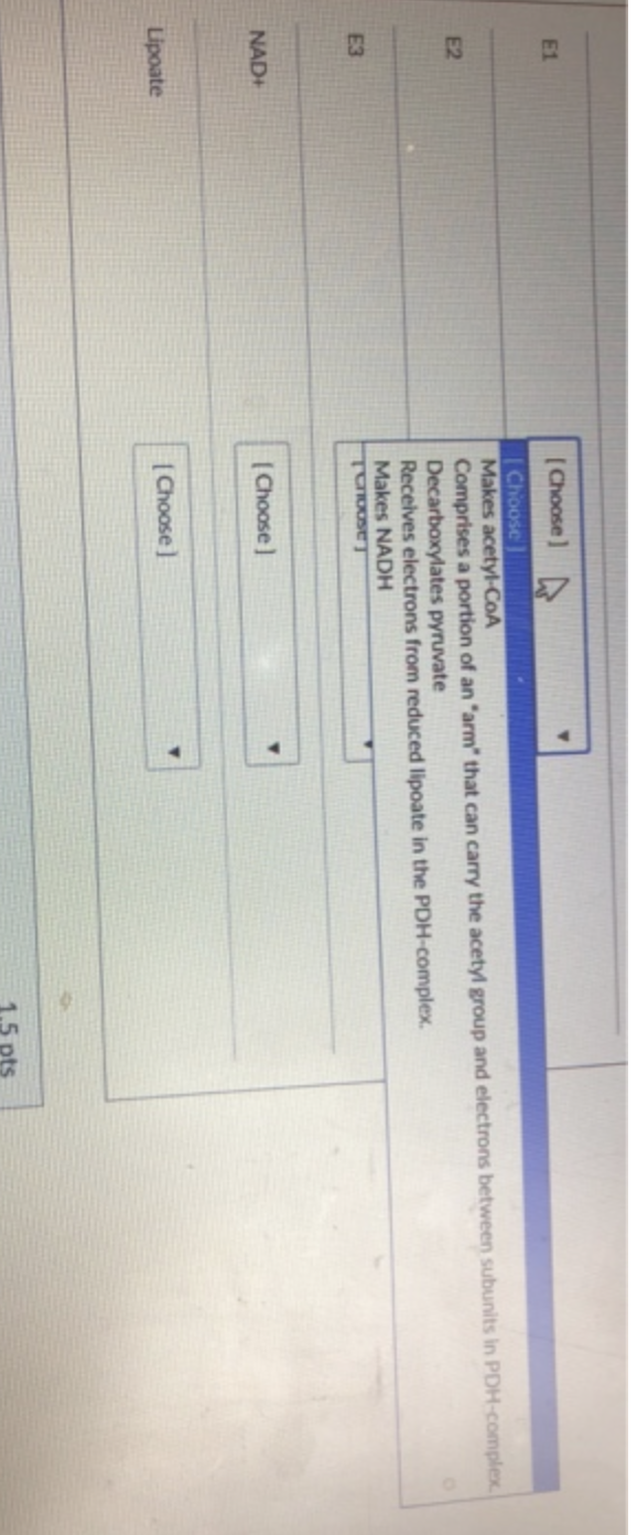 Solved E2 Makes acetyl-CoA Comprises a portion of an "arm" | Chegg.com