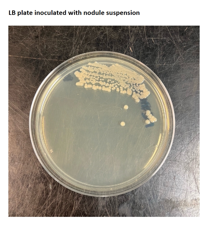 Solved Describe the morphology of the colonies growing on | Chegg.com