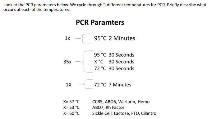 Solved Look at the PCR parameters below. We cycle through 3 | Chegg.com