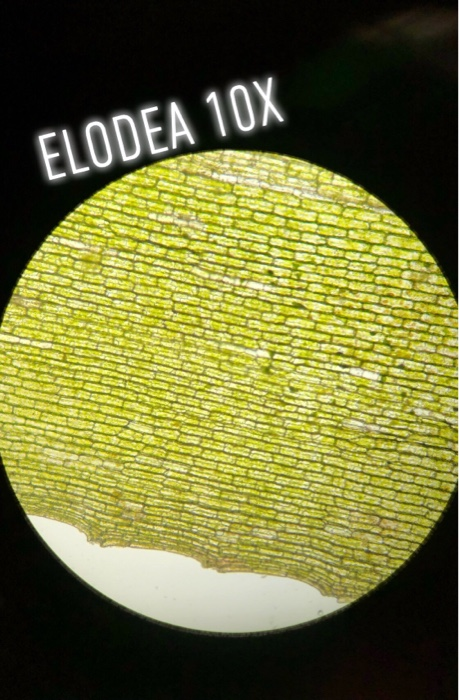 Elodea Cell 10x