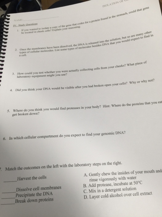 Solved If you wanted to isolate a copy of the gene that | Chegg.com