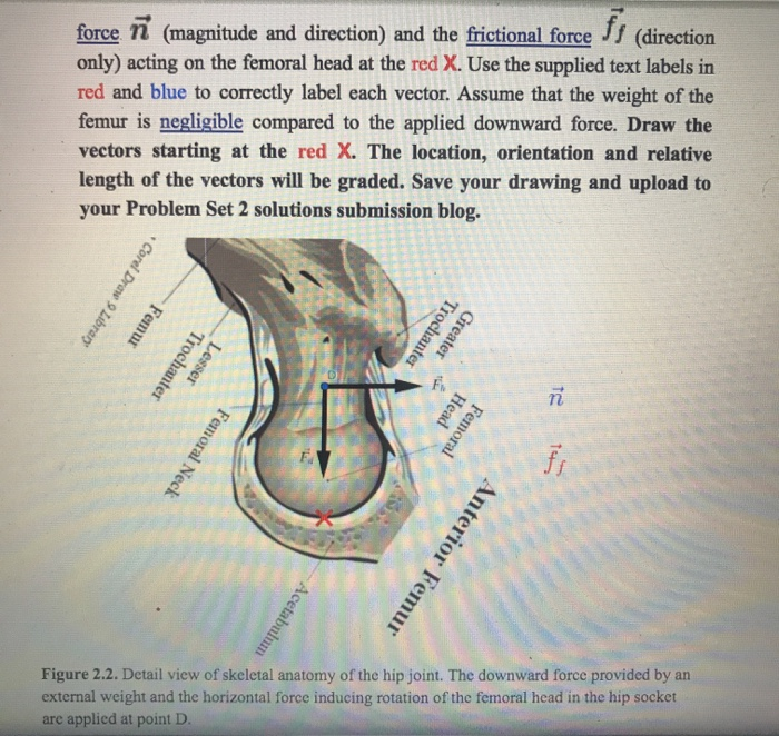 Solved 4. Friction in a bone joint vector drawing. To | Chegg.com