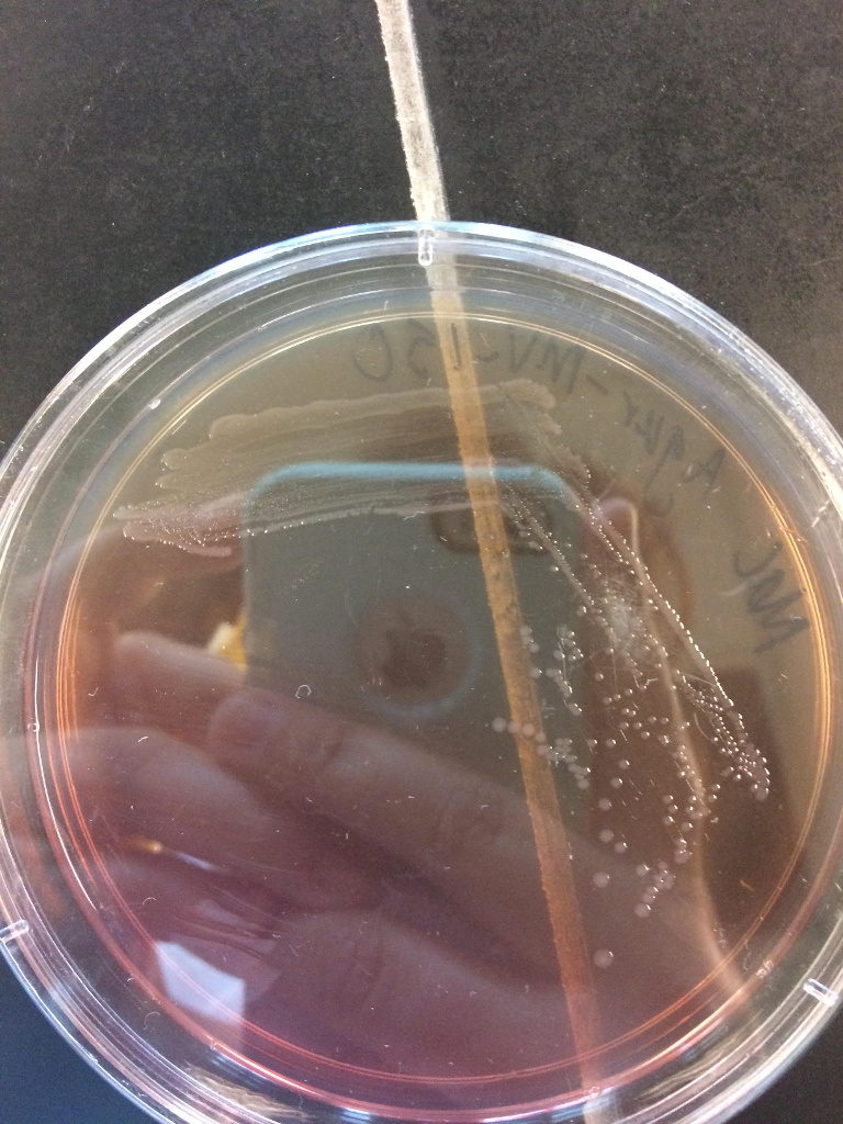Solved This is a MAC Agar streak plate of an unknown | Chegg.com