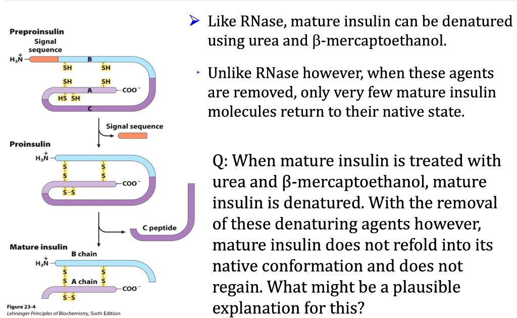 Solved Preproinsulin Signal sequence HEN Like RNase, | Chegg.com