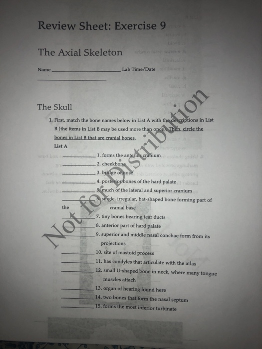 Solved Review Sheet: Exercise9 The Axial Skeleton Name Lab | Chegg.com