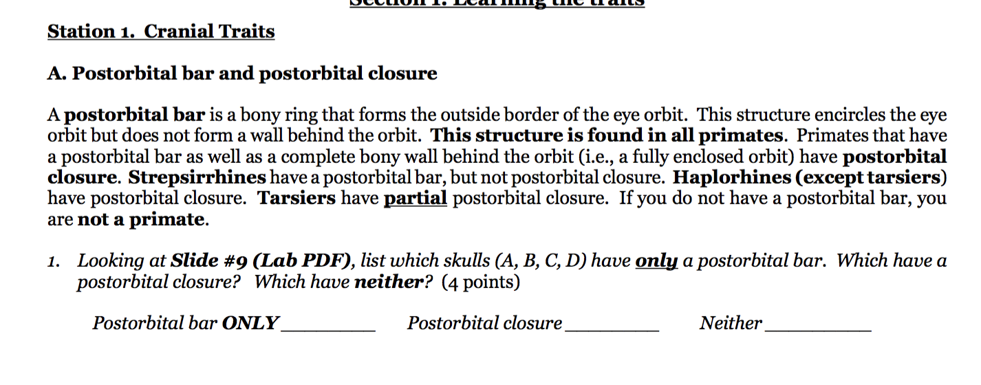 Station 1. Cranial Traits A. Postorbital bar and | Chegg.com