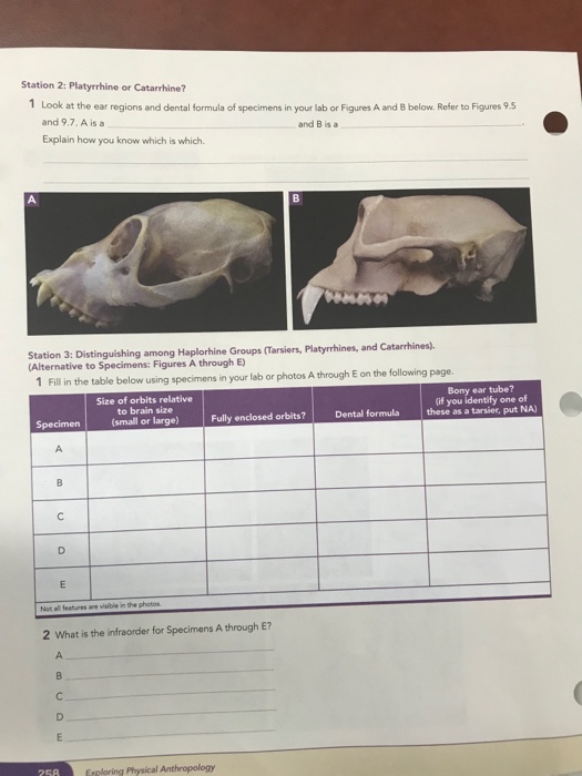 Solved Station 2: Platyrrhine or Catarrhine? 1 Look at the | Chegg.com