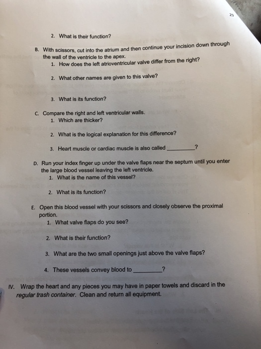Solved Sheep Heart Dissection HUMAN ANA TOMY and PHYSIOLOGY | Chegg.com