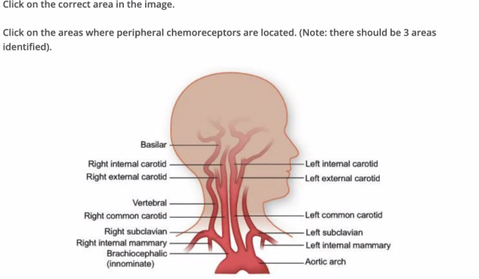 Solved Click on the correct area in the image. Click on the | Chegg.com