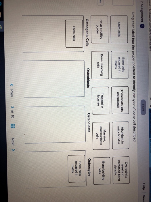 Solved Drag and label into the proper position to identify | Chegg.com