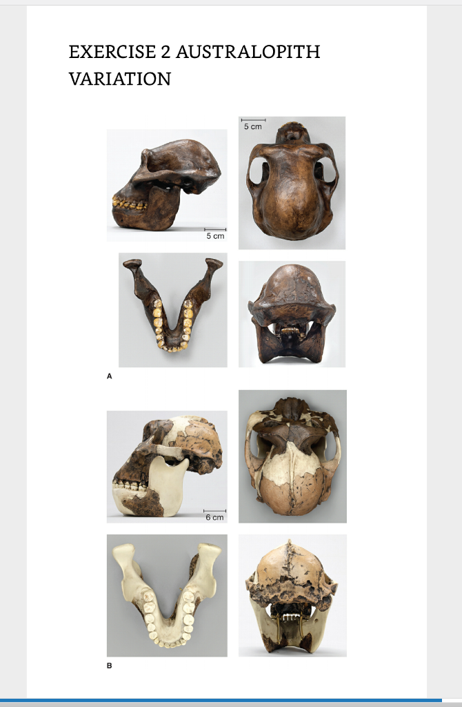 Solved EXERCISE 2 AUSTRALOPITH VARIATION 1. Which of these | Chegg.com
