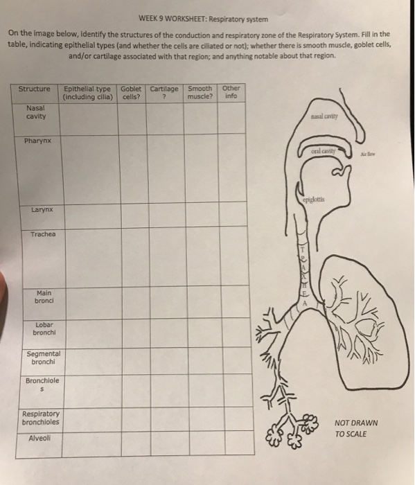 Solved WEEK 9 WORKSHEET: Respiratory systerm On the image | Chegg.com