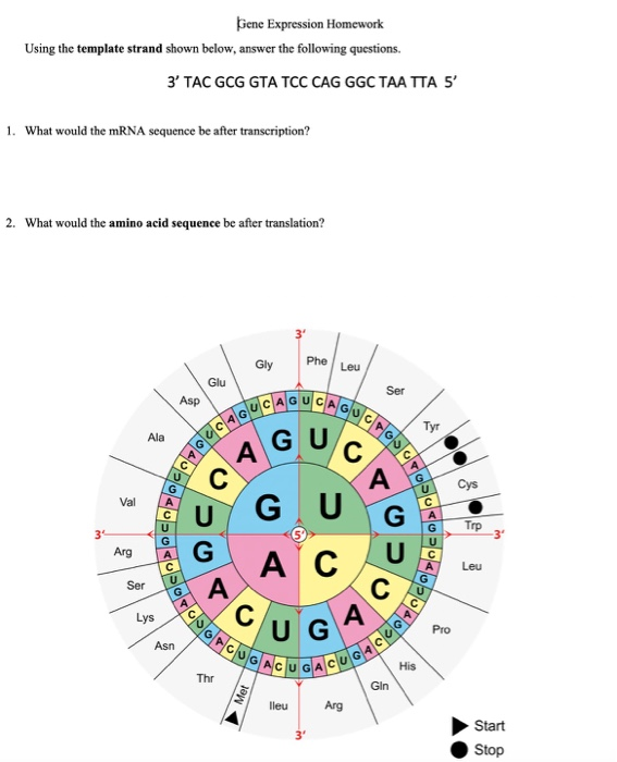 Solved Gene Expression Homework Using the template strand | Chegg.com