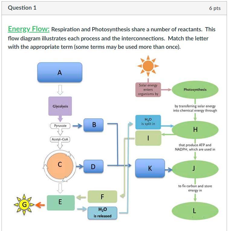 Cellular Respiration Photosynthesis Flow Chart