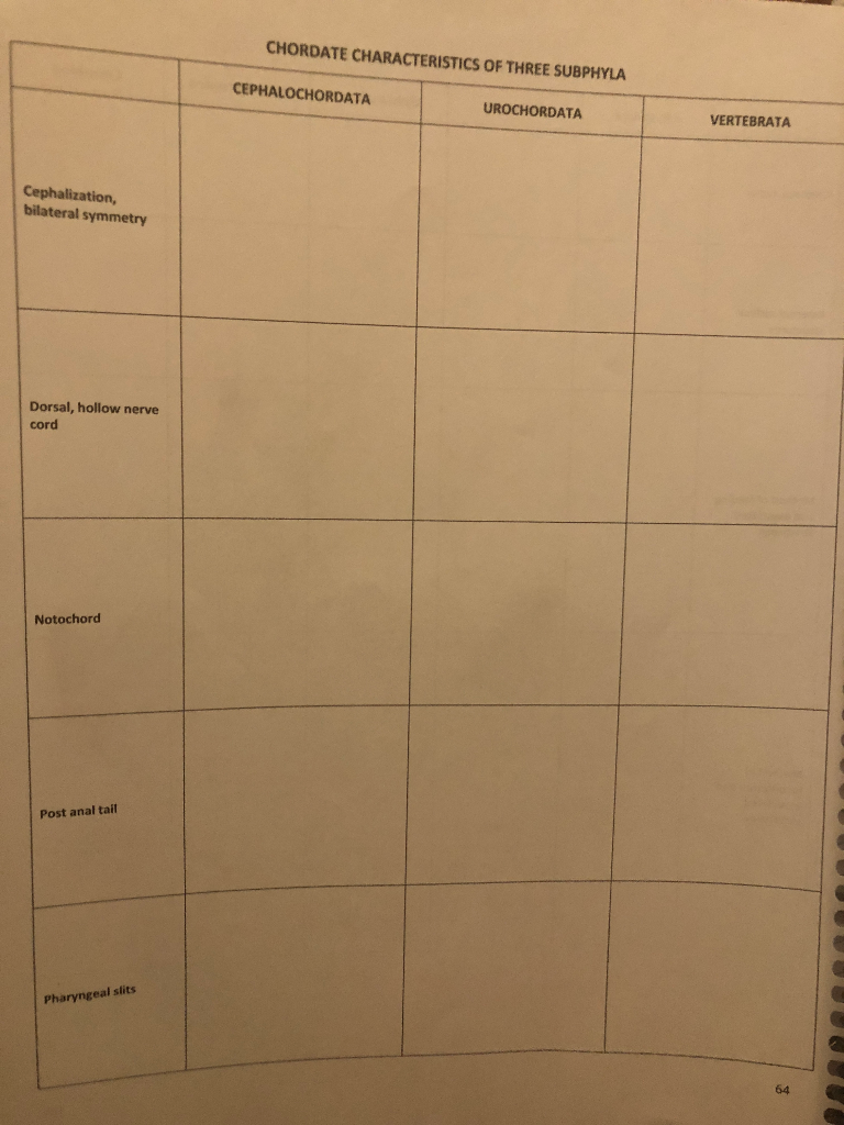 Solved CHORDATE CHARACTERISTICS OF THREE SUBPHYLA | Chegg.com
