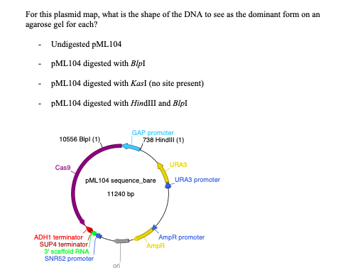 Solved For this plasmid map, what is the shape of the DNA to | Chegg.com