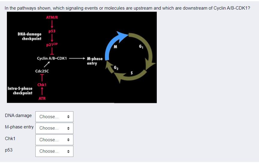 Solved In the pathways shown, which signaling events or | Chegg.com