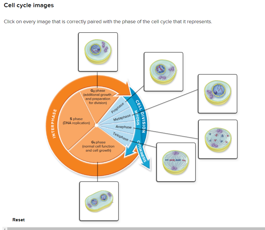 Solved Cell cycle images Click on every image that is | Chegg.com