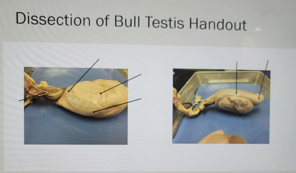 Solved Dissection of Bull Testis Handout | Chegg.com