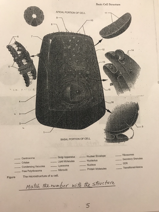 Solved Basic Cell Structure APICAL PORTION OF CELL 12 13 ㄴ | Chegg.com
