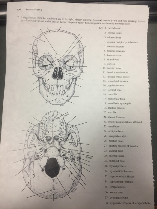 Solved 126 Review Sheet 8 Using choices from the numbered | Chegg.com