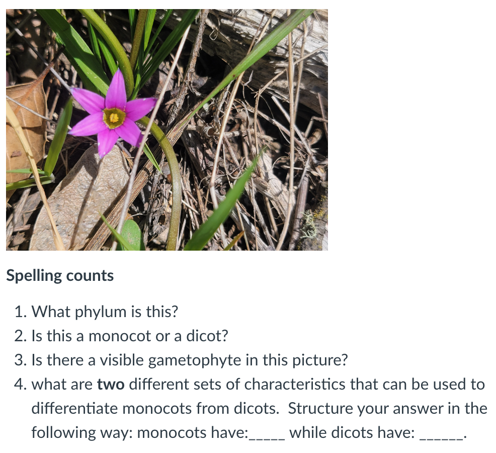 Solved Spelling counts 1. What phylum is this? 2. Is this a | Chegg.com