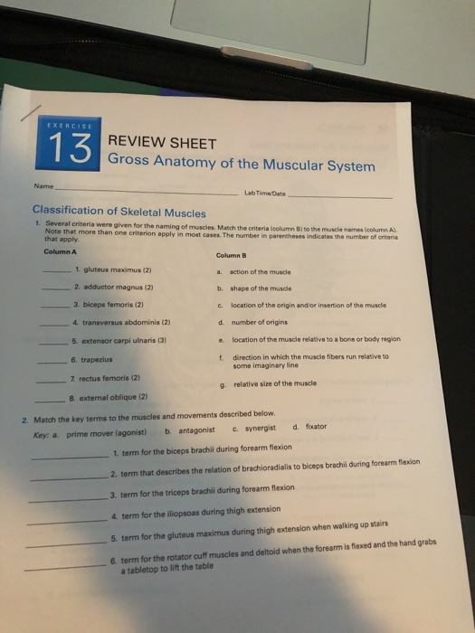 Solved EXERCISE REVIEW SHEET Gross Anatomy Of The Muscular Chegg