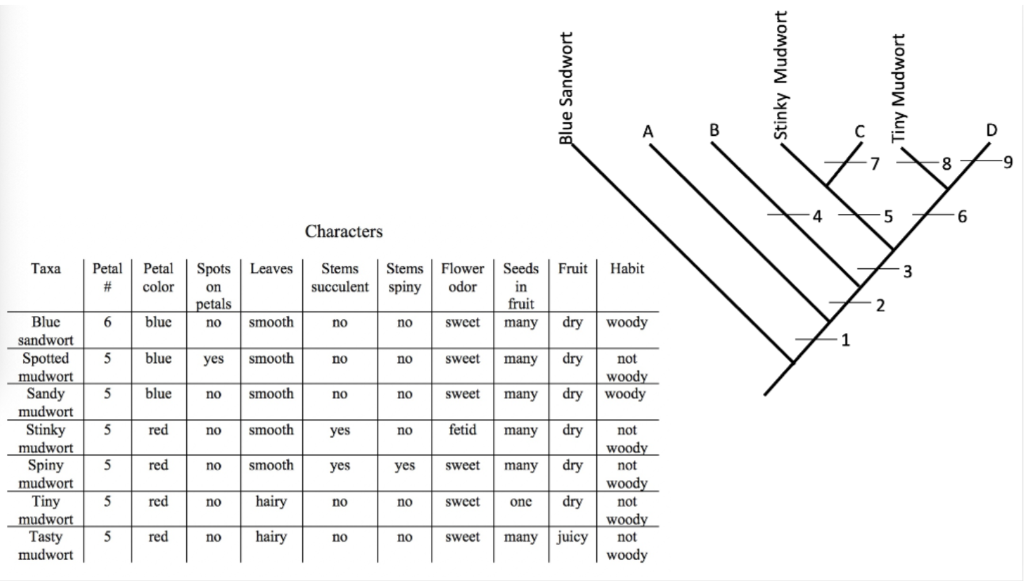 Solved Biology 108 Phylogeny Help! Can a tutor/expert | Chegg.com