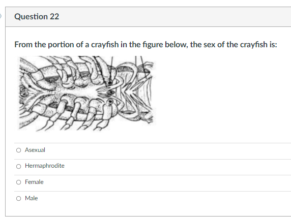 Solved Question 20 Identify the structures on the earthworm. | Chegg.com