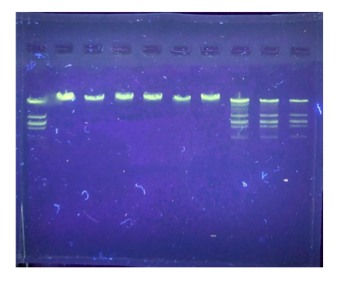 Solved What is the recognition site for EcoR1? Also explain | Chegg.com