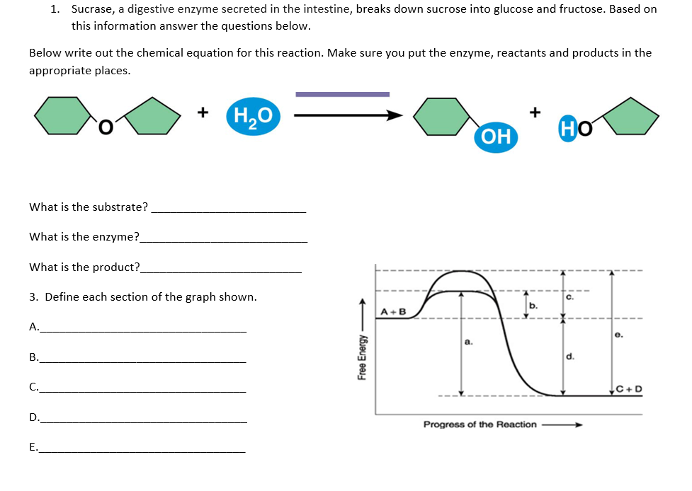 Solved 1. Sucrase, a digestive enzyme secreted in the | Chegg.com