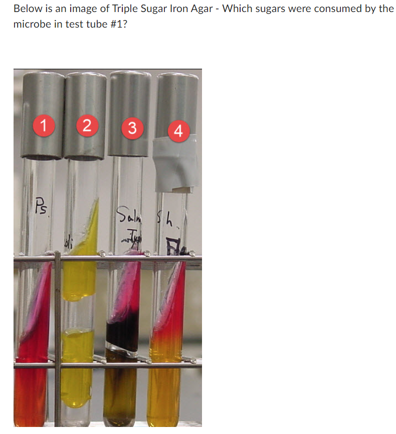 Solved 1) Below is an image of Triple Sugar Iron Agar - | Chegg.com