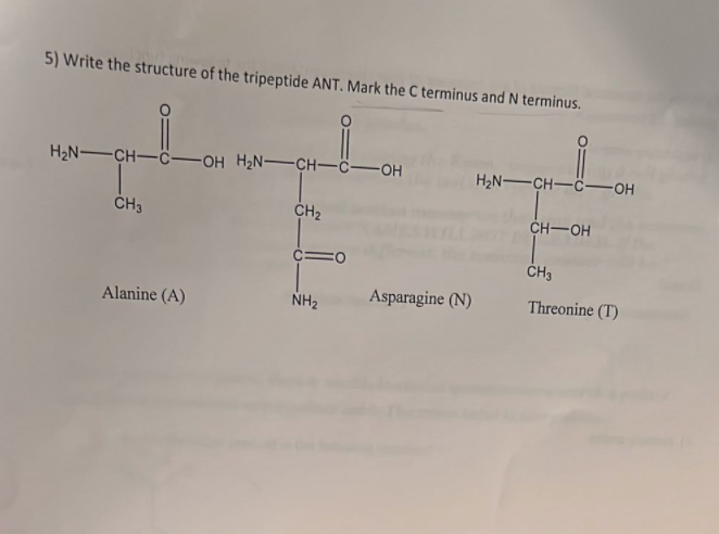 Solved 5) Write the structure of the tripeptide ANT. Mark | Chegg.com