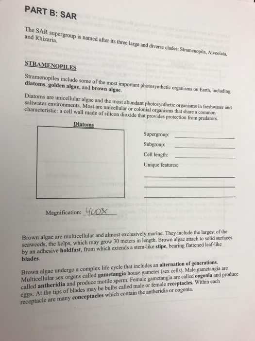 Solved PART B: SAR The SAR supergroup is and Rhizaria. | Chegg.com