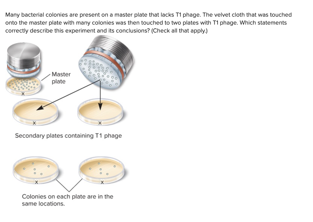 Many bacterial colonies are present on a master plate | Chegg.com